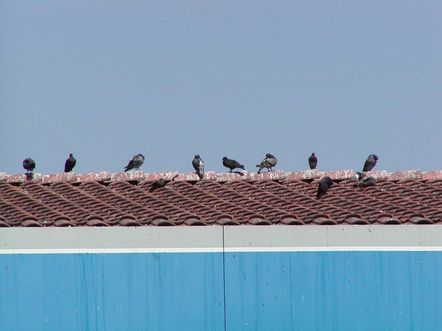 Bird Problems and Solutions – Bird Barrier