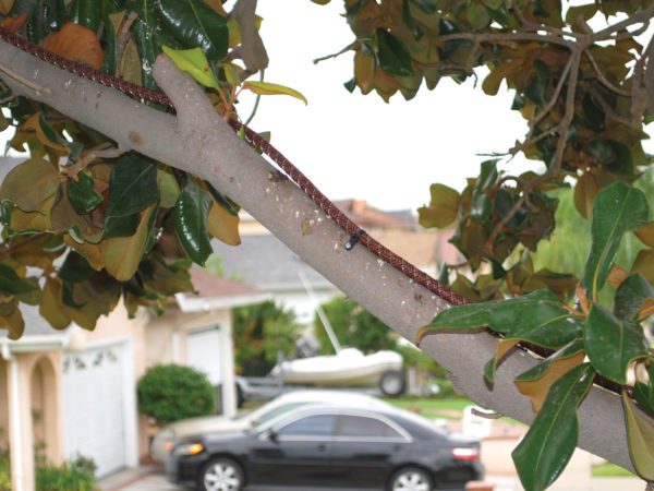 Tree-Shock Installation Instructions – Bird Barrier