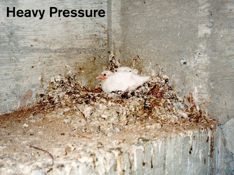 Bird Pressure – Bird Barrier