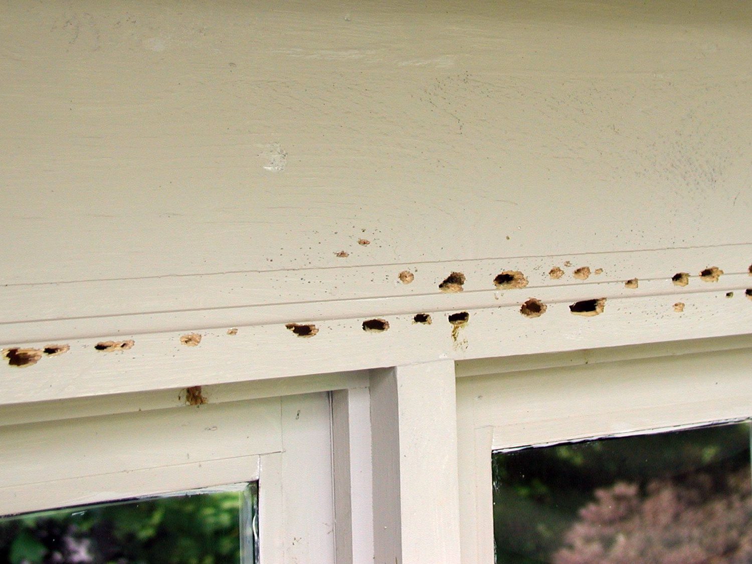 -Woodpeckers Drumming/Drilling – Bird Barrier