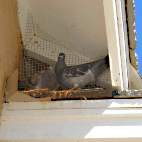 Bird Barrier – Bird Control Products for Pigeons, Woodpeckers & More