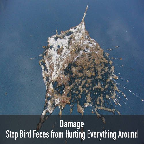 Raven Control – Bird Barrier