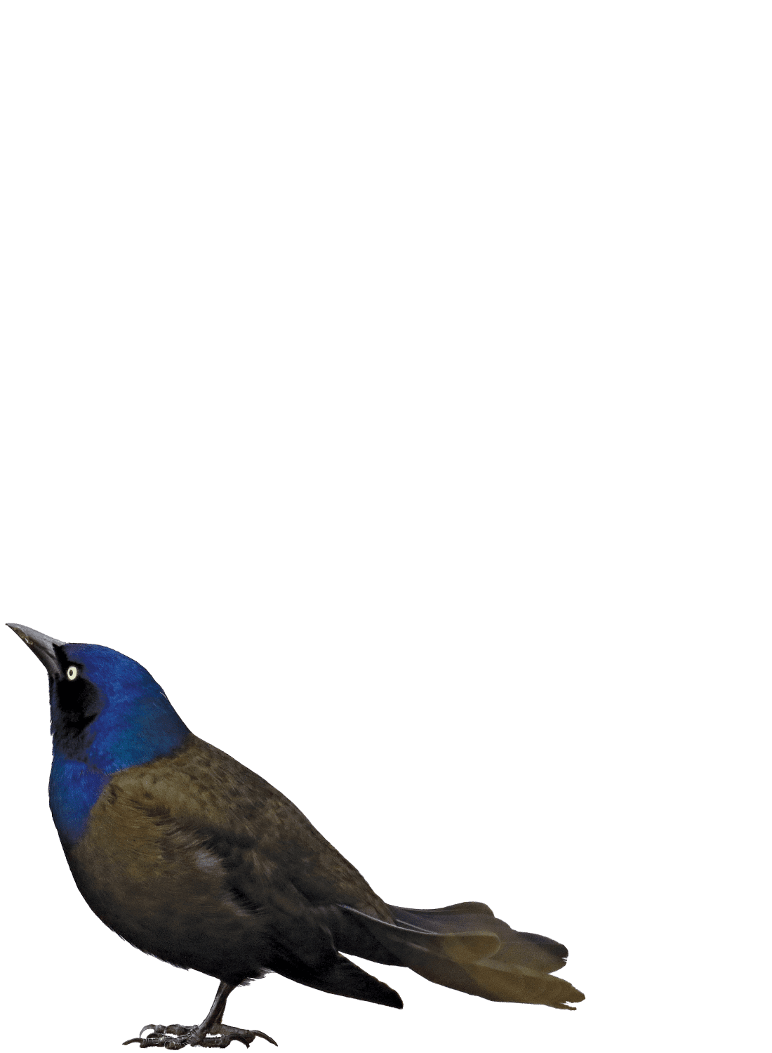 Bird Barrier – Bird Control Products for Pigeons, Woodpeckers & More