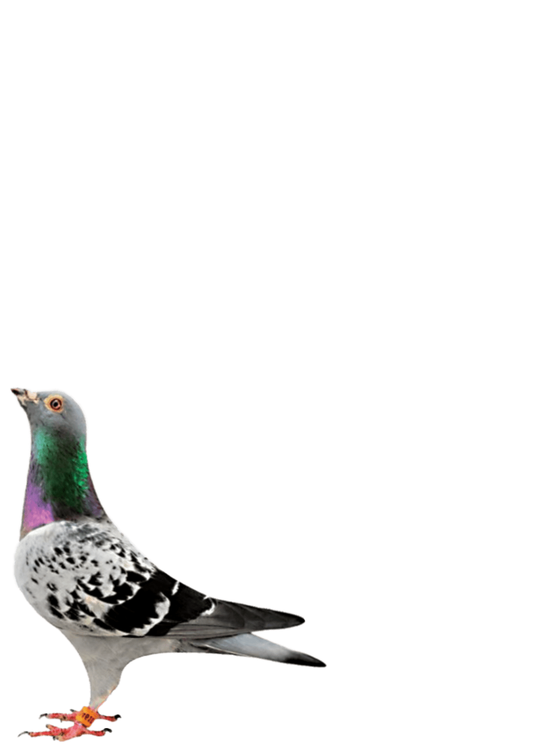 Bird Barrier – Bird Control Products for Pigeons, Woodpeckers & More