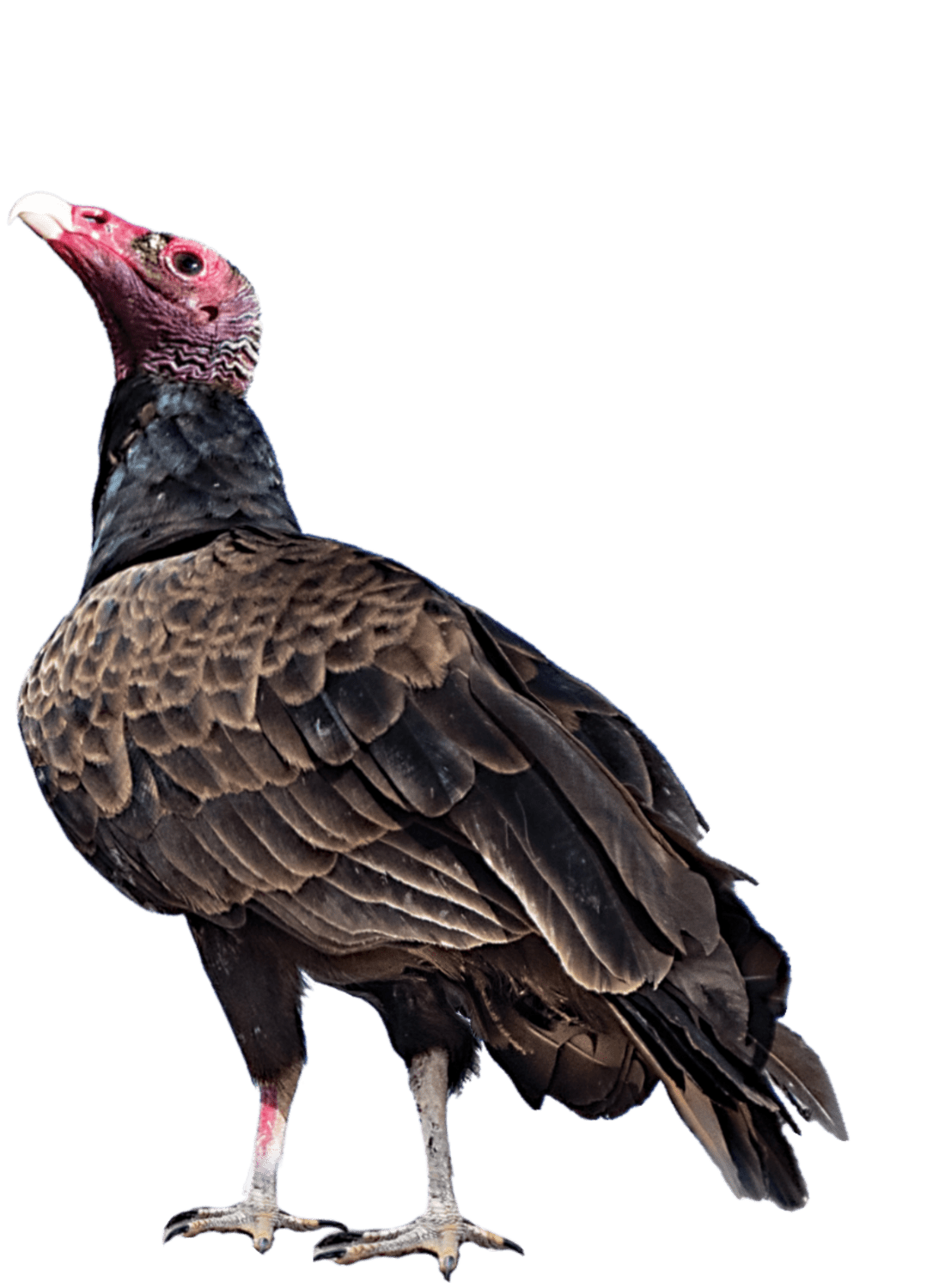 Bird Barrier – Bird Control Products for Pigeons, Woodpeckers & More