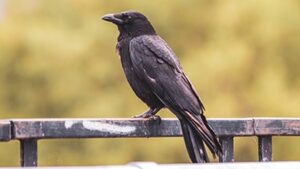 Shop by Birds – Bird Barrier