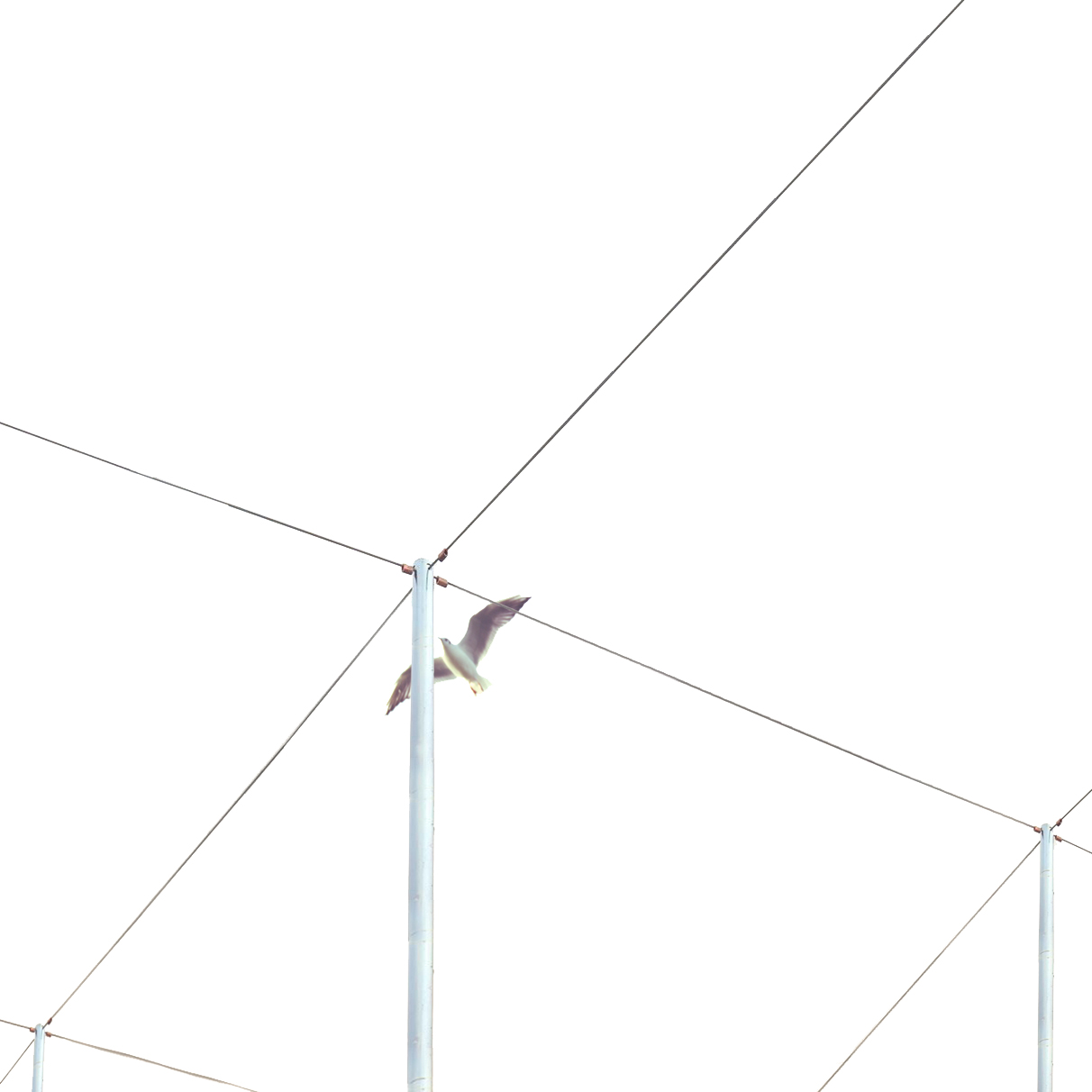 Birdbarrier 🐦 Bird Barrier