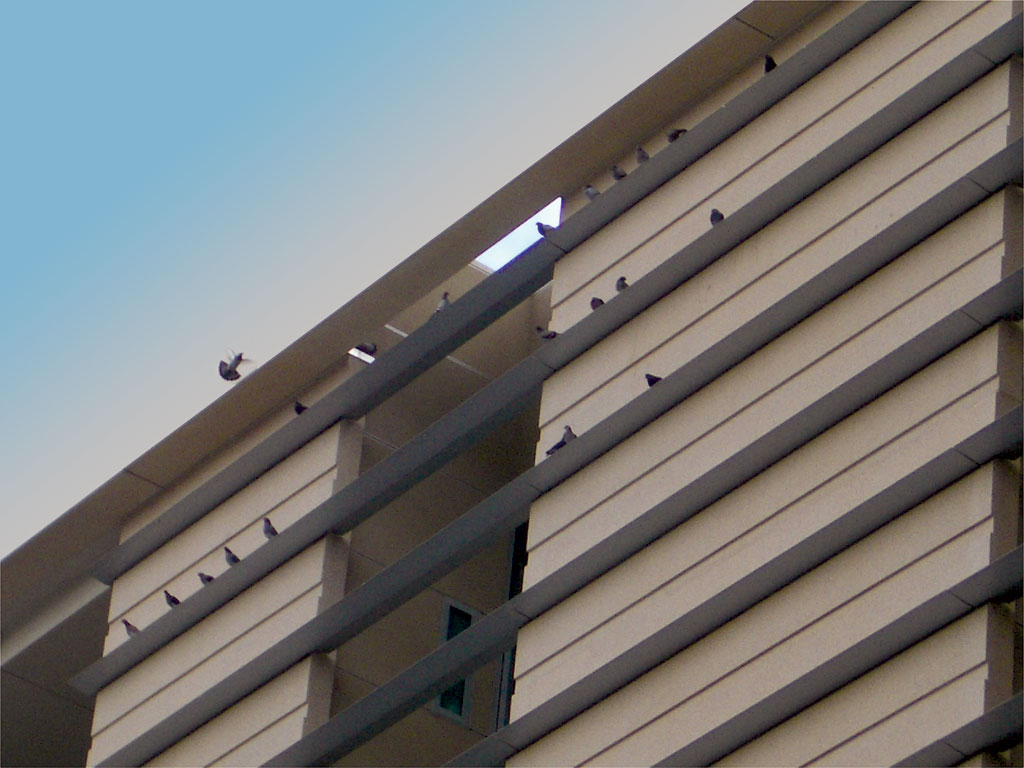 Birdbarrier 🐦 Bird Barrier