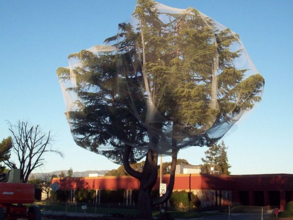 -Birds in Trees – Bird Barrier