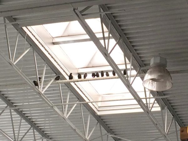 -Birds Under Loading Docks and In Warehouses – Bird Barrier