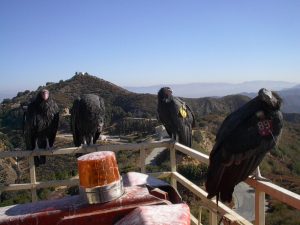 Birdwire Overview – Bird Barrier